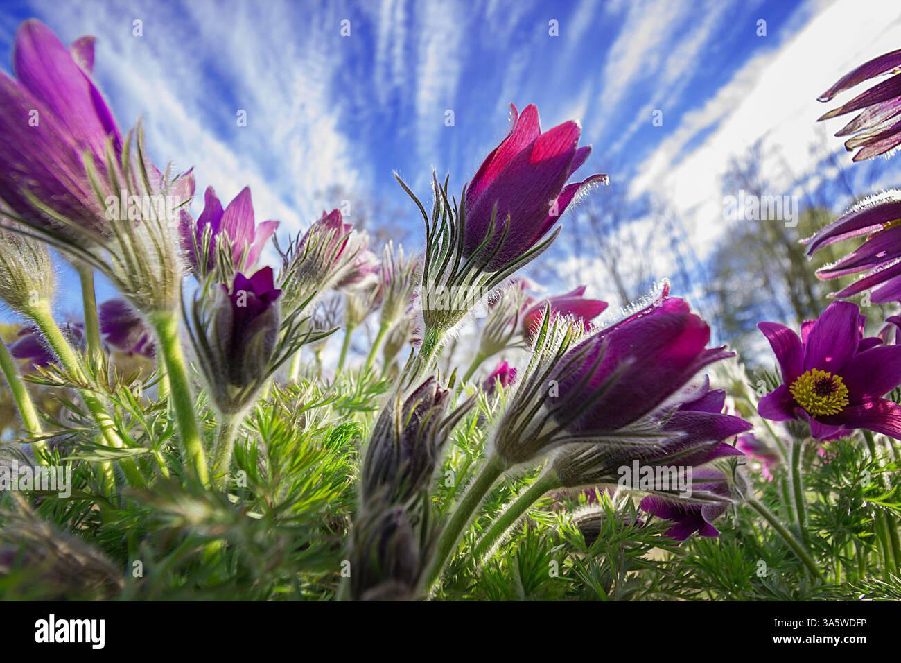 Spring flower Pulsatilla. Purple buds and flowers Pulsatilla against ...