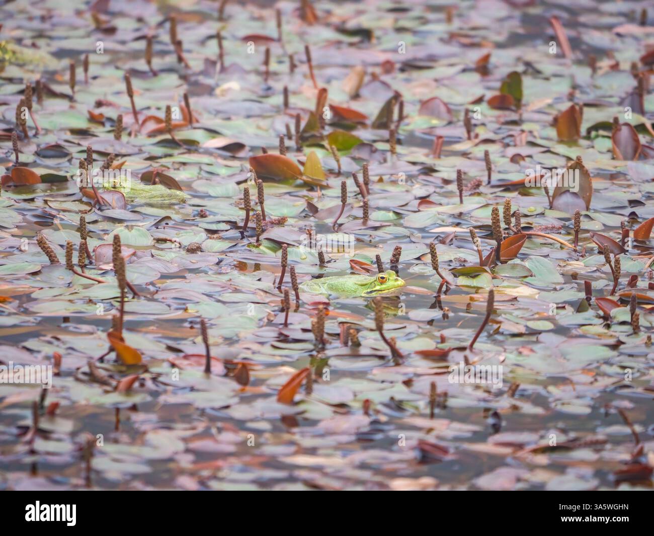 Two Iberian water frogs (Pelophylax perezi) in a pond overgrown with ...