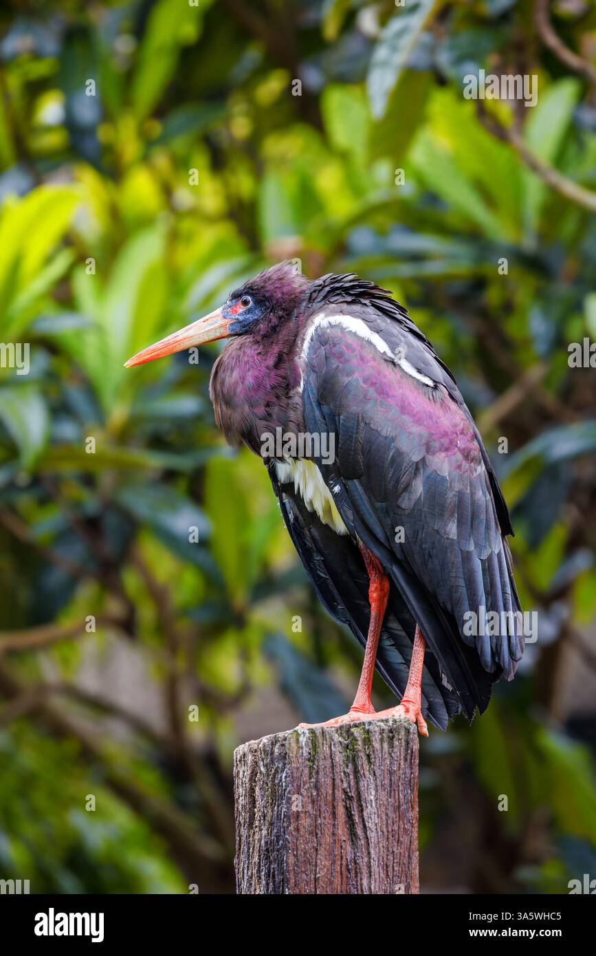 Smallest species of stork hi-res stock photography and images - Alamy