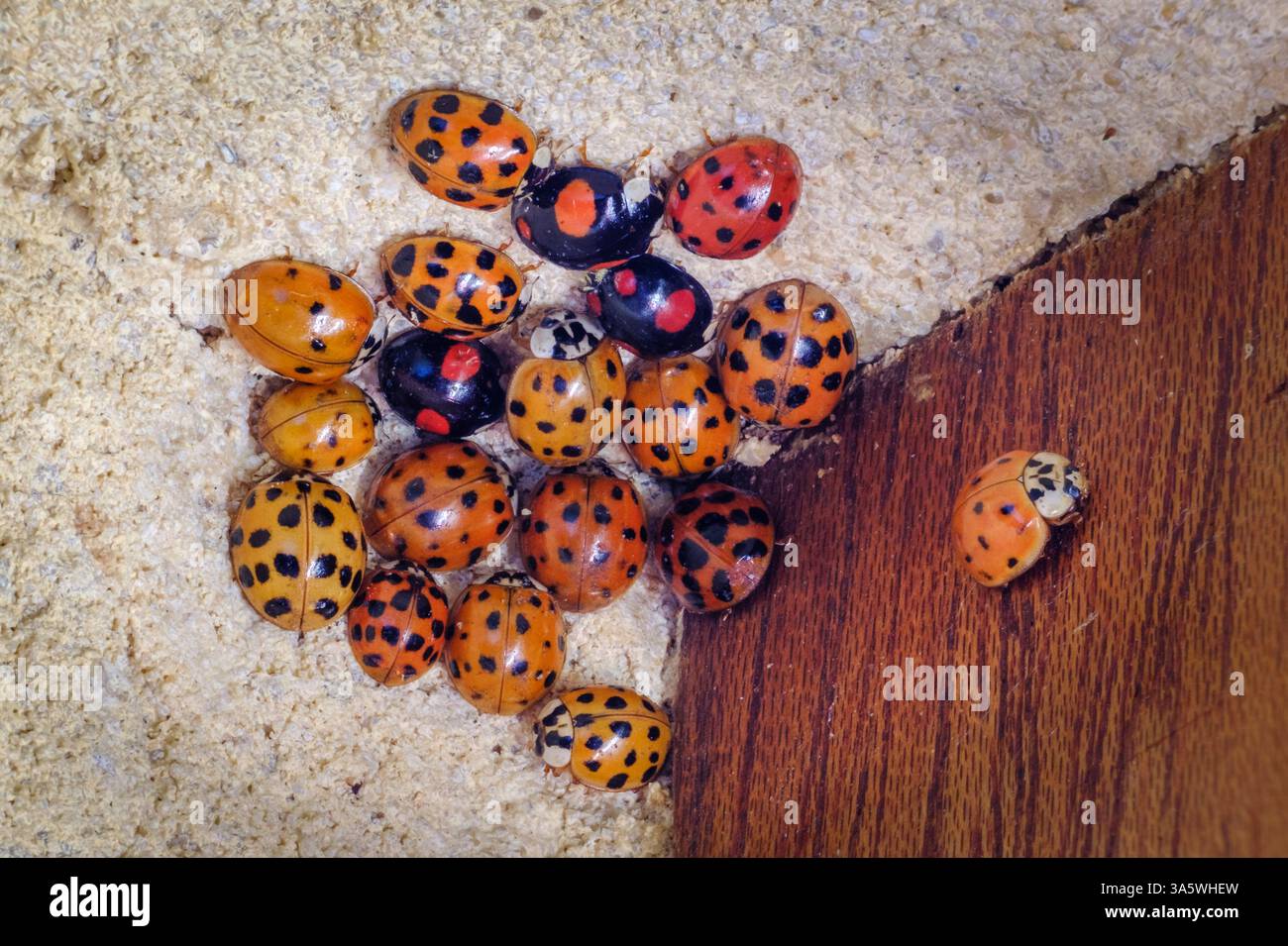 A collection or Loveliness of multi-coloured and multi-spotted ...