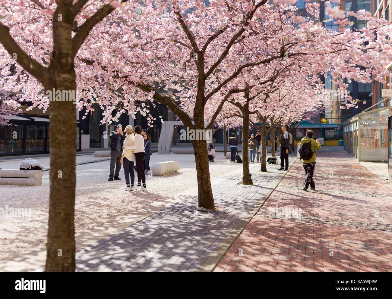 Monday 24th March, 2025. Oozells Square, Birmingham, UK. The cherry ...