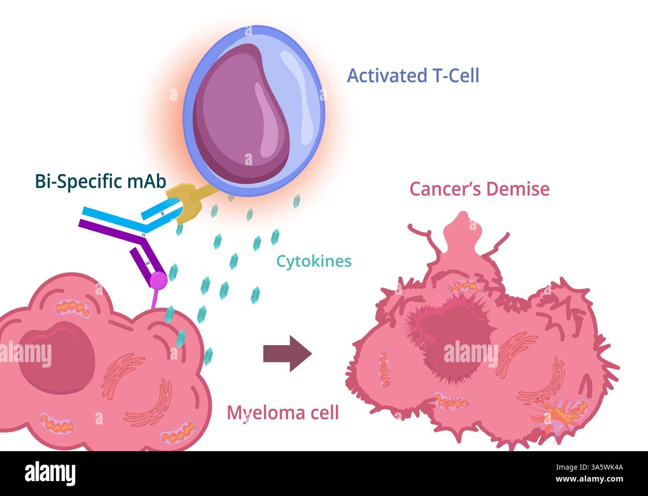 Immunotherapy against cancer. Bi-specific Monoclonal antibody binds ...