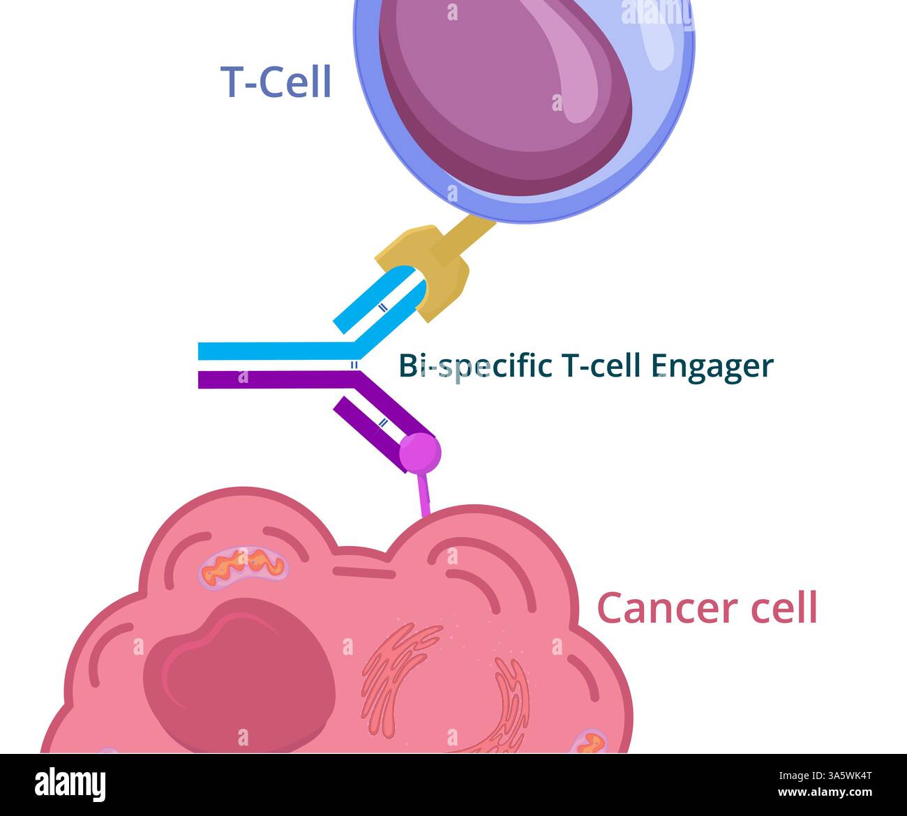 Bi-specific t-cell engager conceptual illustration. Bi-specific monoclonal antibody ...