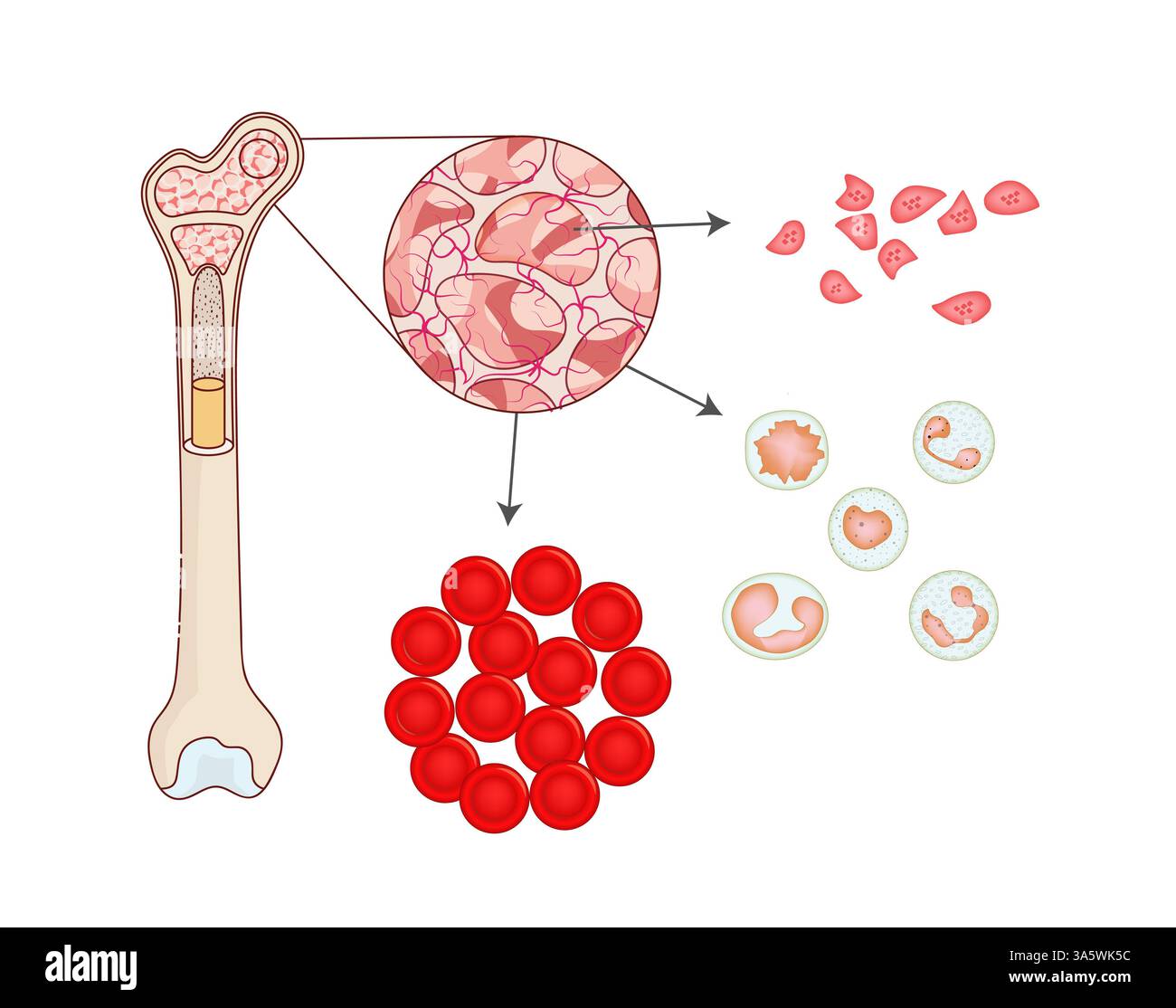 Bone Marrow anatomy vector illustration with red blood cells, white ...