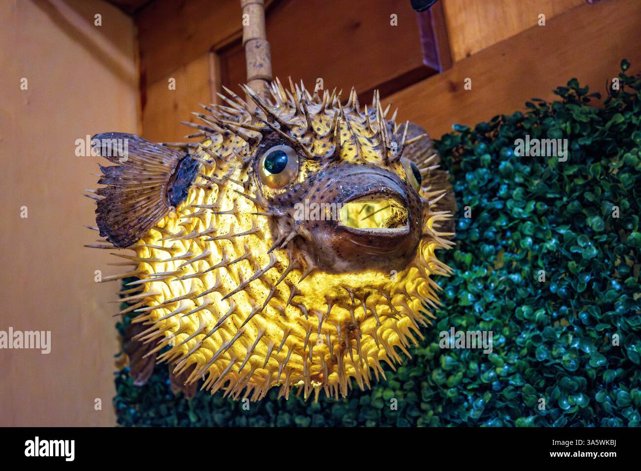 Blowfish skins are used as lamp shade in a local restaurant. Cuba Stock ...