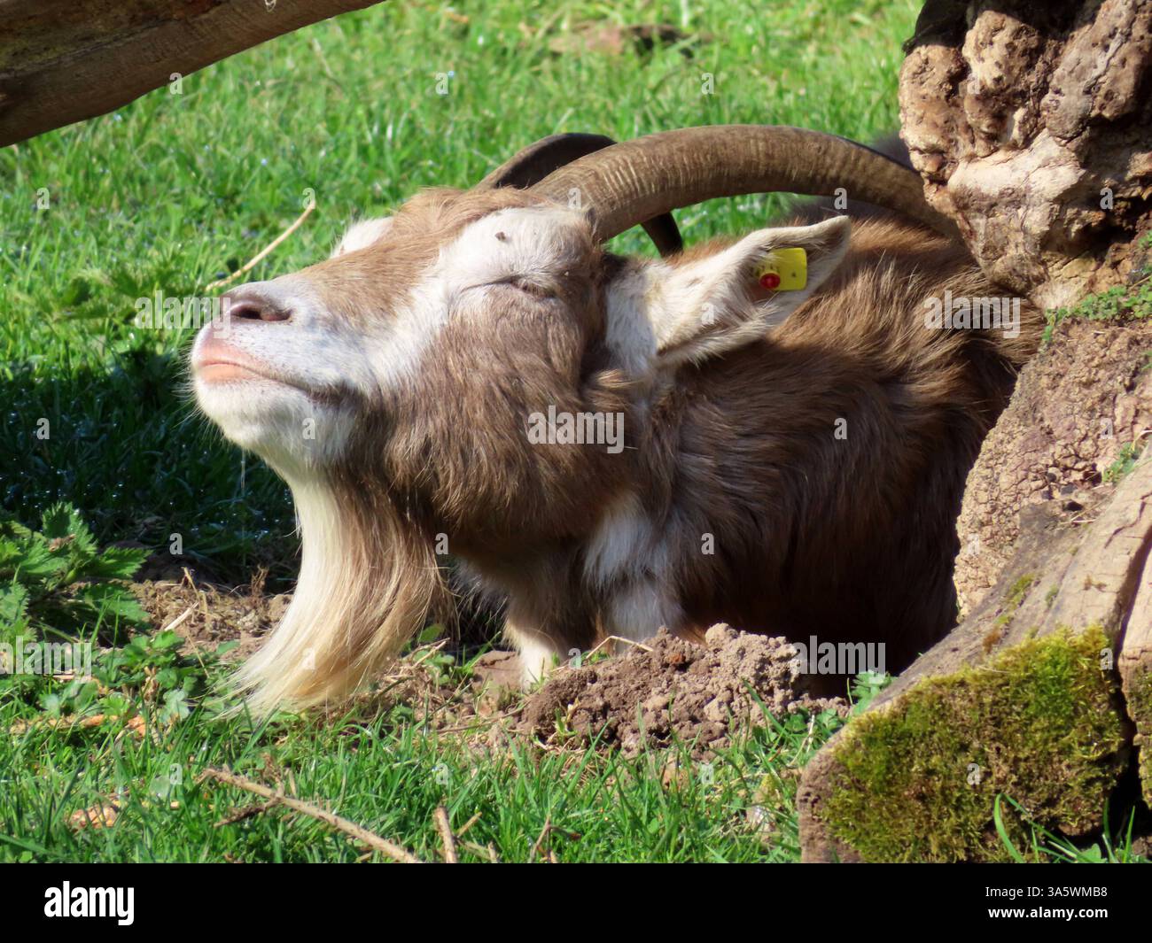 ...da hol mich doch der...was fuer ein Unterschlupf...hier doese ich ...