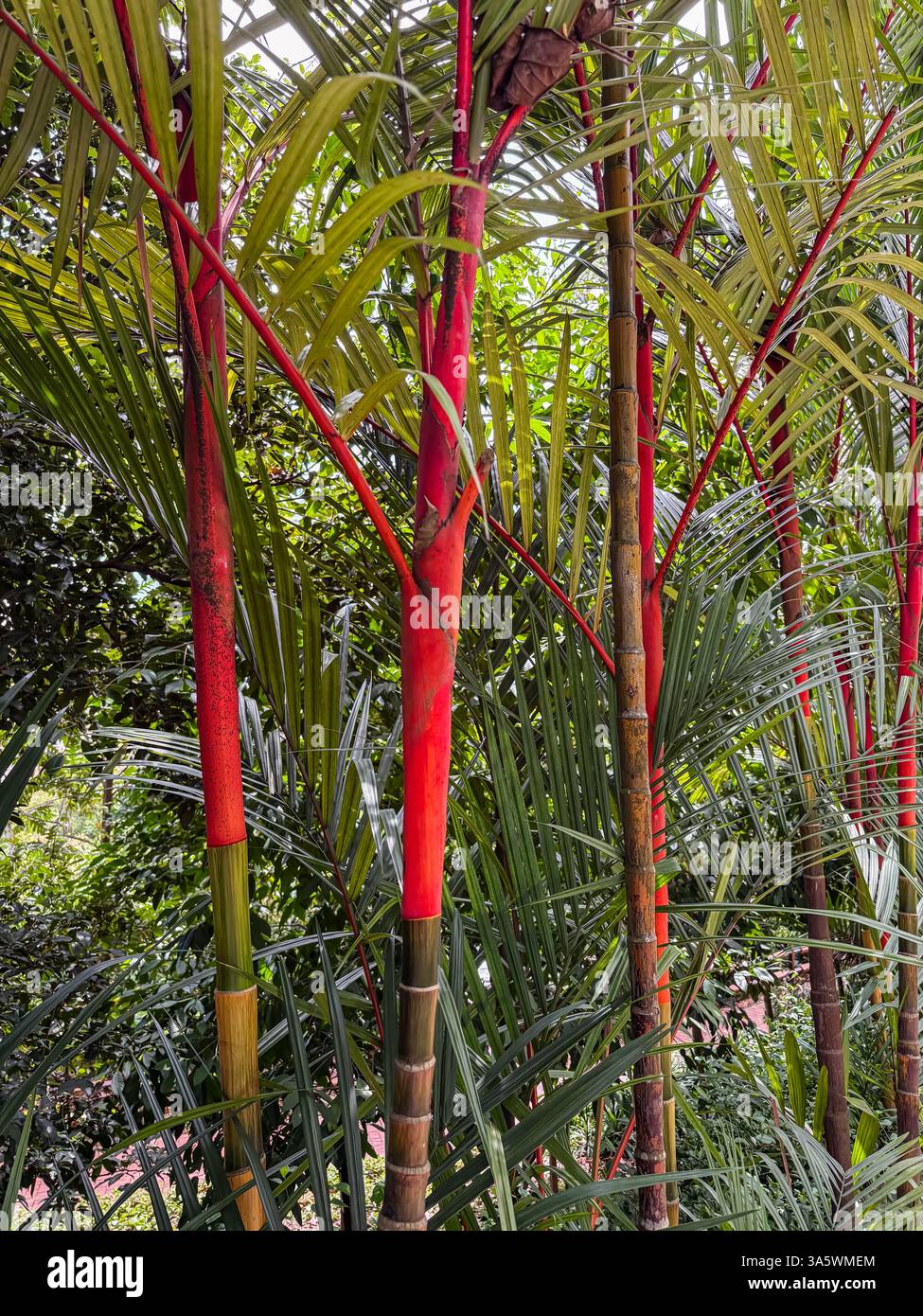 Lipstick Palm (Cyrtostachys renda), also known as sealing wax palm or ...