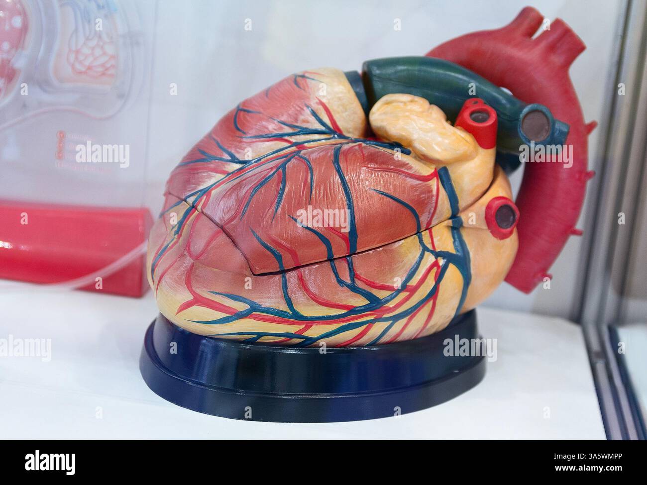 Anatomical model of human heart close-up. Medicine and education Stock ...