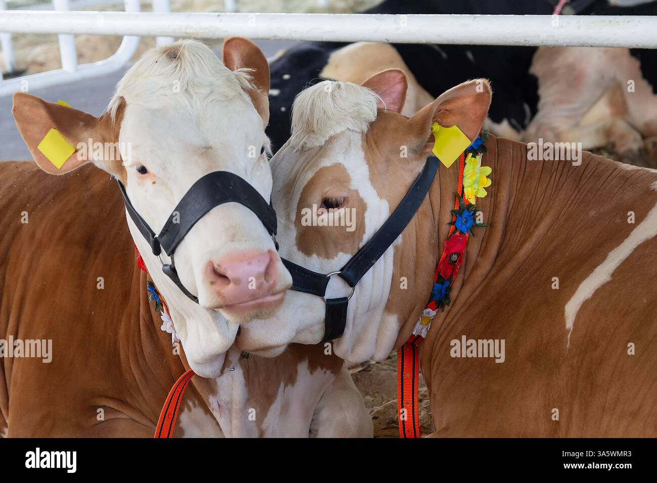 Pedigree cows on the farm. Farm animals Stock Photo - Alamy