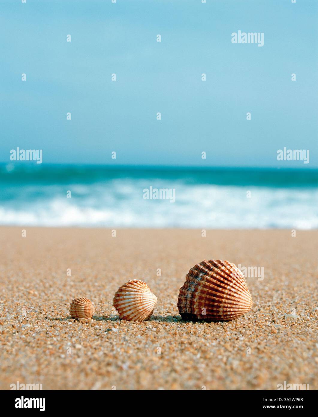 Three cockle sea shells standing in a row on an abstrast movement sandy ...