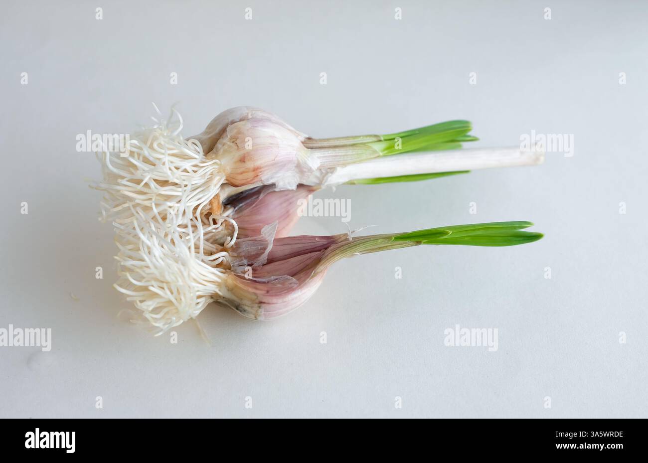 Growing garlic in water. Sprouting garlic cloves. Hydroponic garlic ...