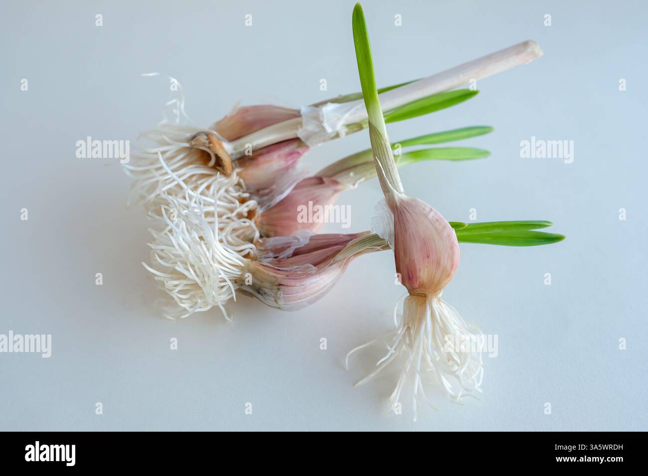 Growing garlic in water. Sprouting garlic cloves. Hydroponic garlic ...