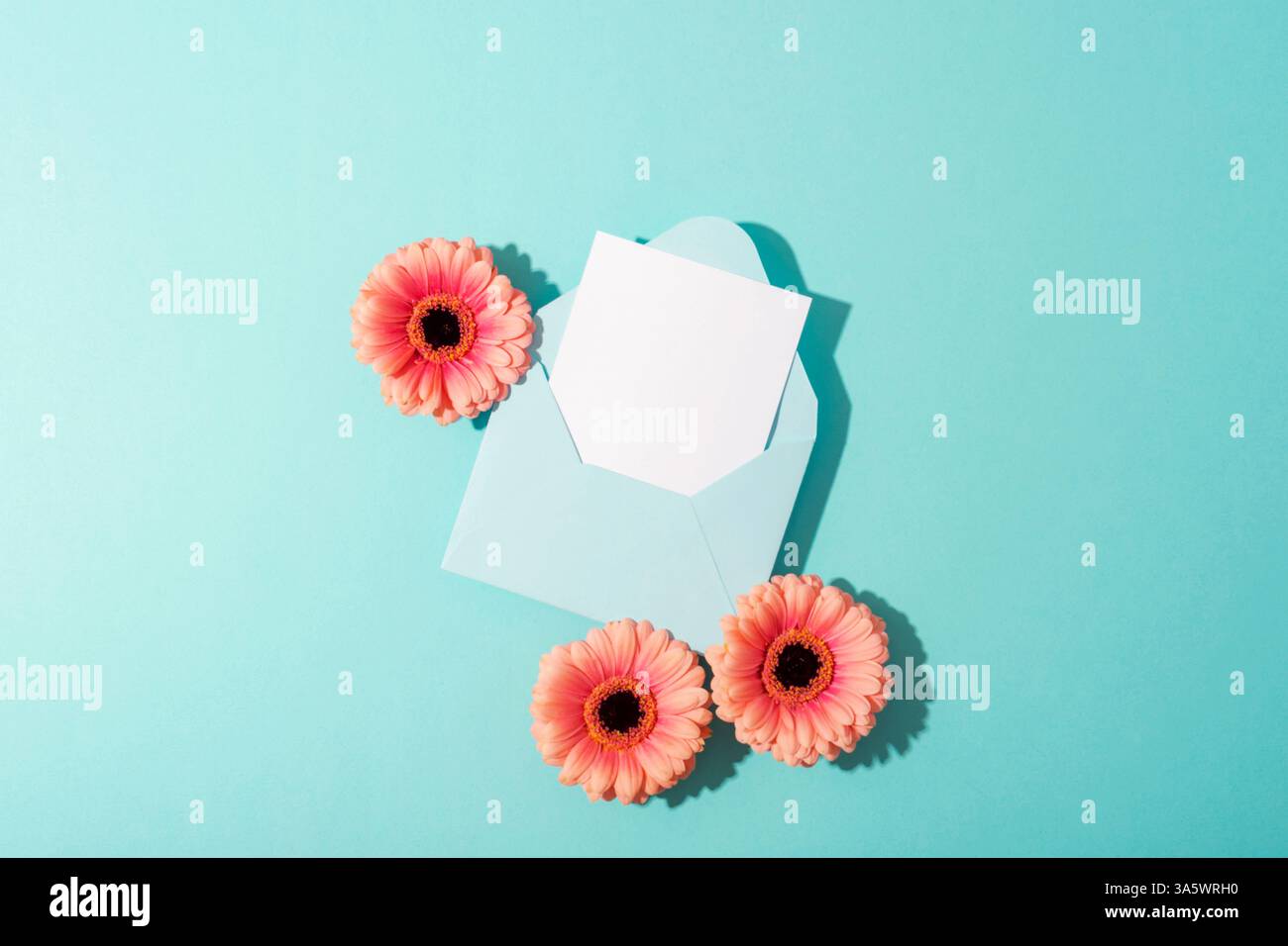 Open light blue envelope with blank white card and three fresh pink ...
