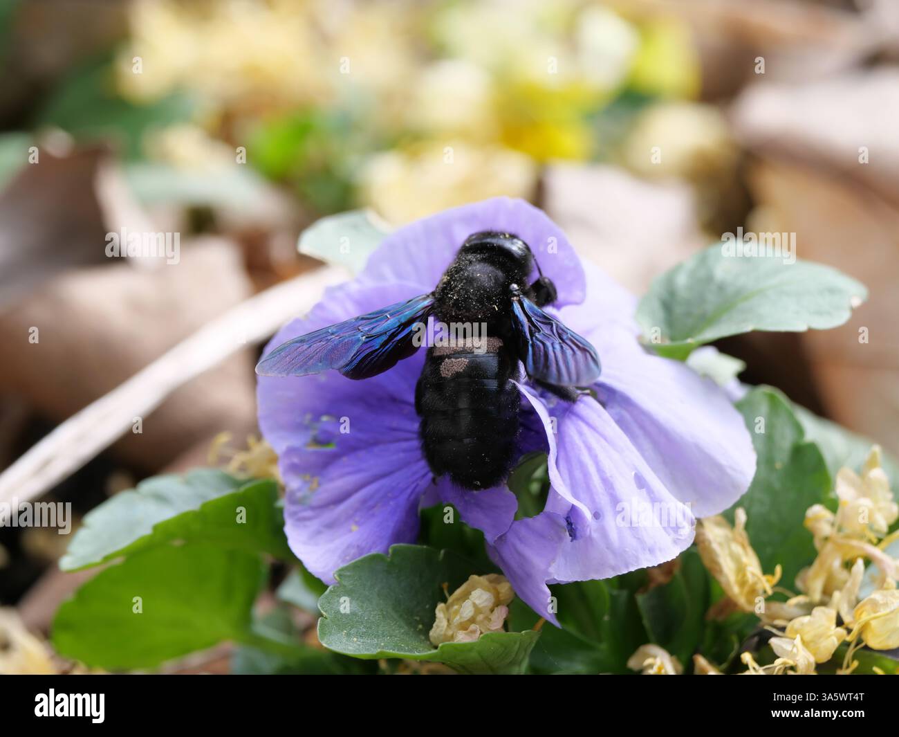 Blue carpenter bee Xylocopa violacea with phoretic mite nymphs ...