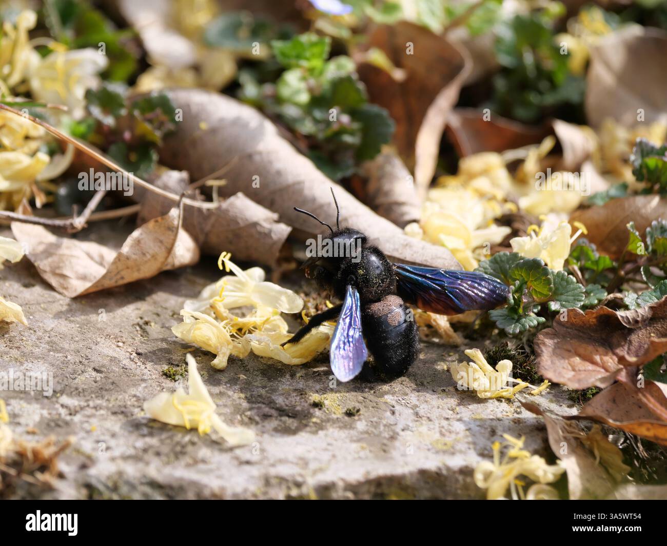 Blue carpenter bee Xylocopa violacea with phoretic mite nymphs ...