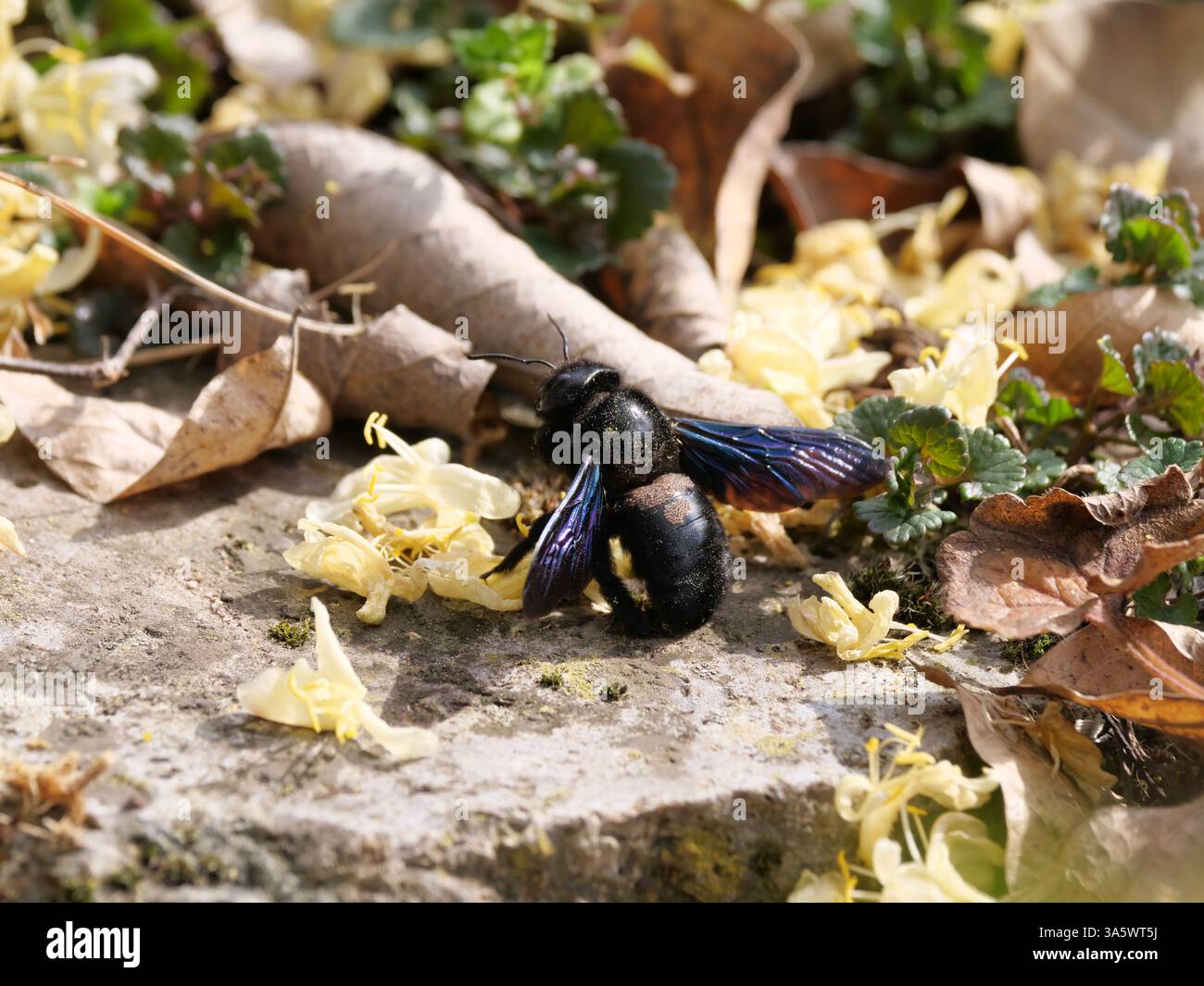 Blue carpenter bee Xylocopa violacea with phoretic mite nymphs ...