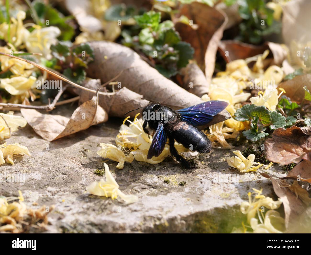Blue carpenter bee Xylocopa violacea with phoretic mite nymphs ...