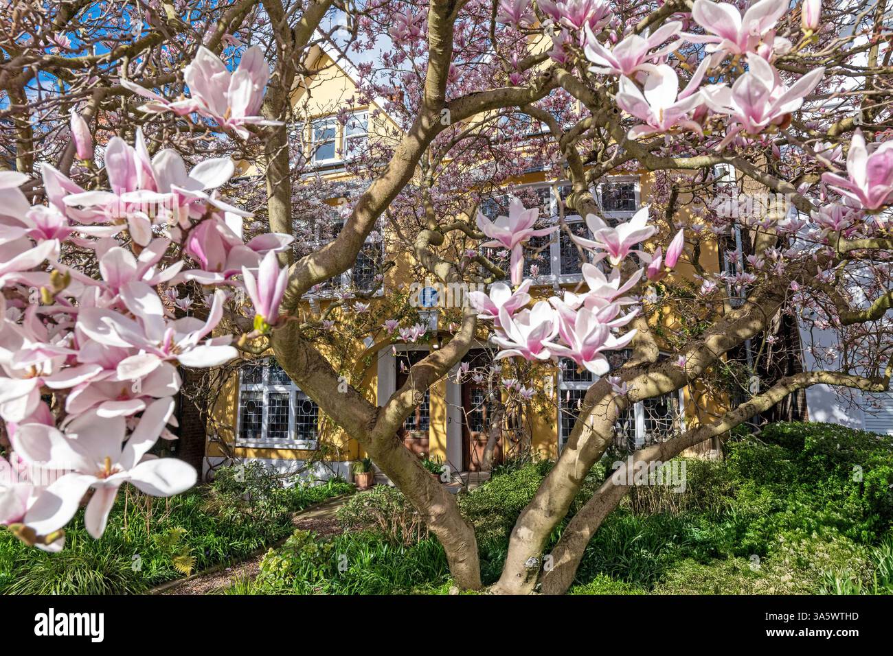 Detail of a magnificent Flowering Magnolia Tree in Putney, South West ...