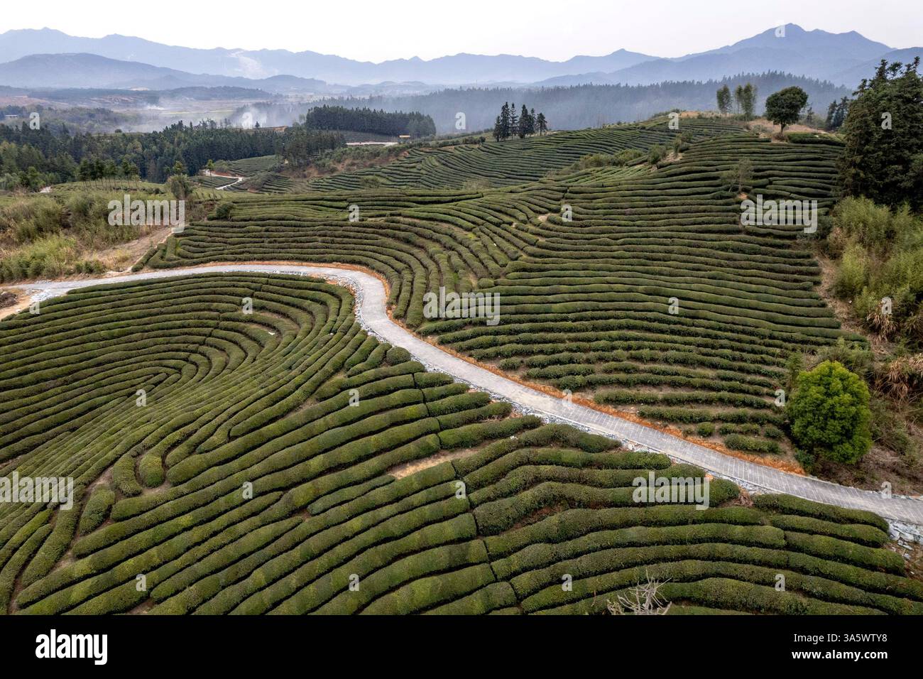 IMAGE DISTRIBUTED FOR XINHUA - An aerial view of tea fields on Saturday ...