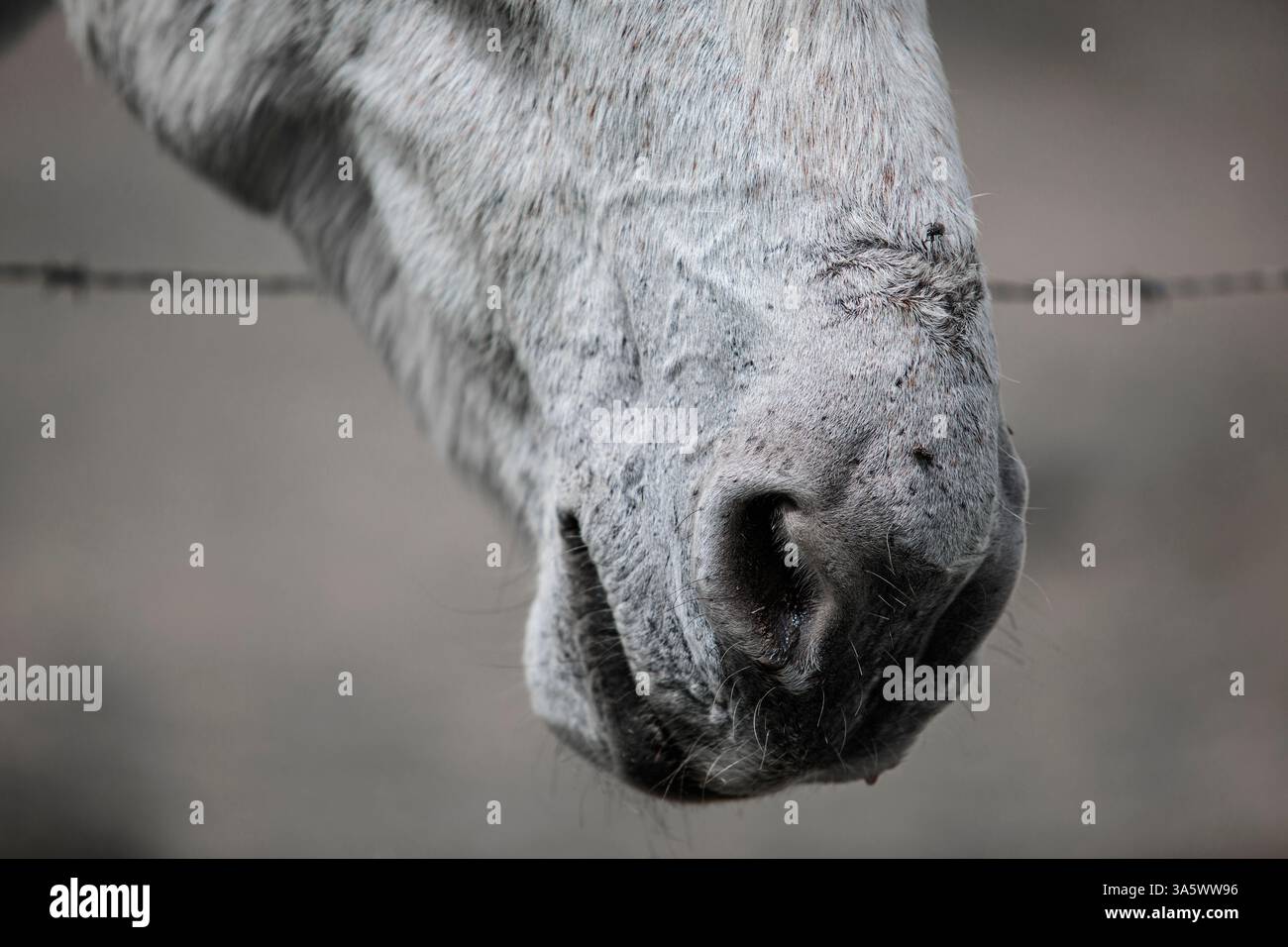 White Camargue horses roam freely in the Camargue Nature Reserve ...