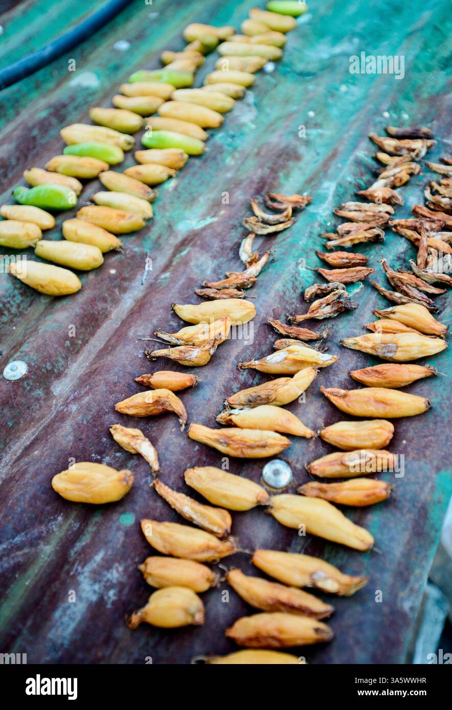 The sour Kamias fruit is dried atop a tin roof in Sabang, Puerto Galera ...