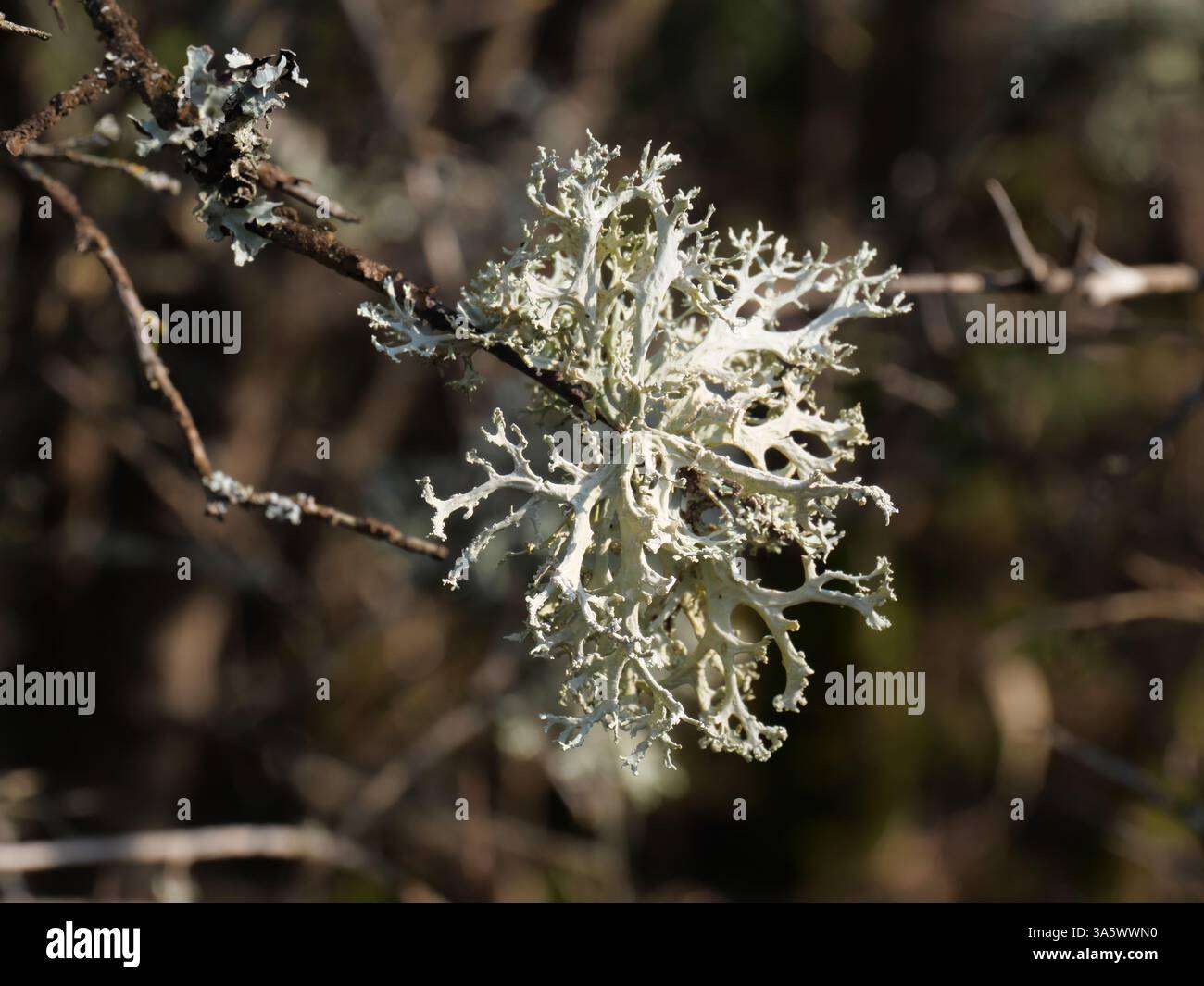 Branched lichens on the branches of blackthorn Prunus spinosa in March ...