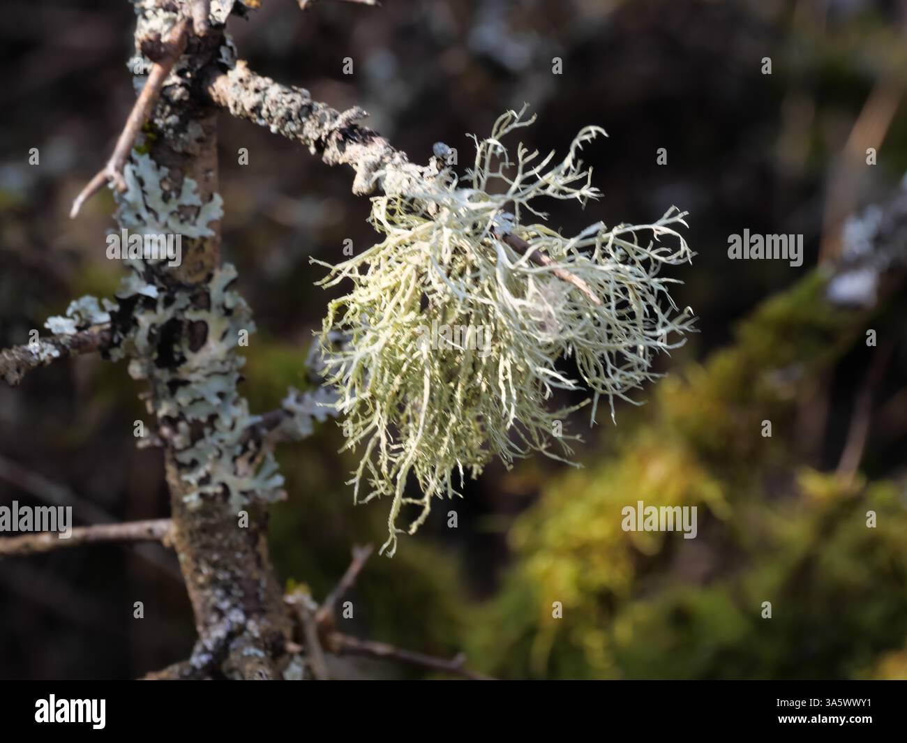 Branched lichens on the branches of blackthorn Prunus spinosa in March ...