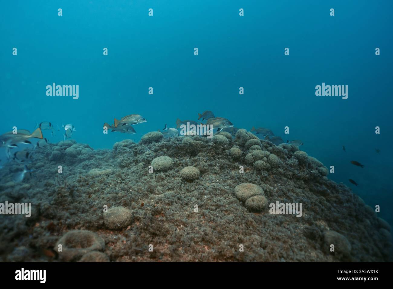 Beautiful image of big fish school of Common Two-Banded Seabream ...