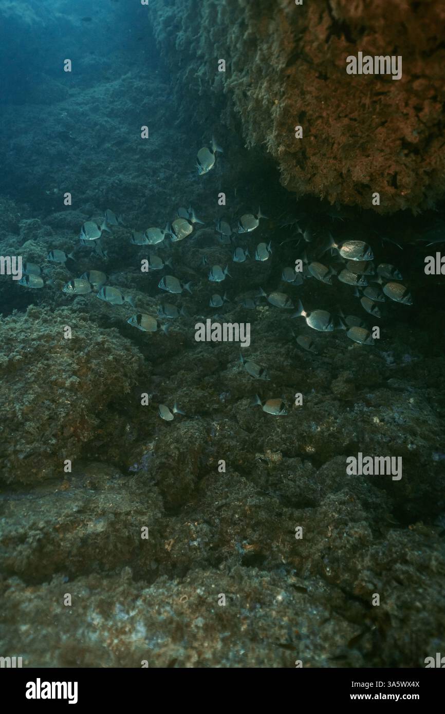 Fish school of Common Two-Banded Seabream Diplodus vulgaris on ...