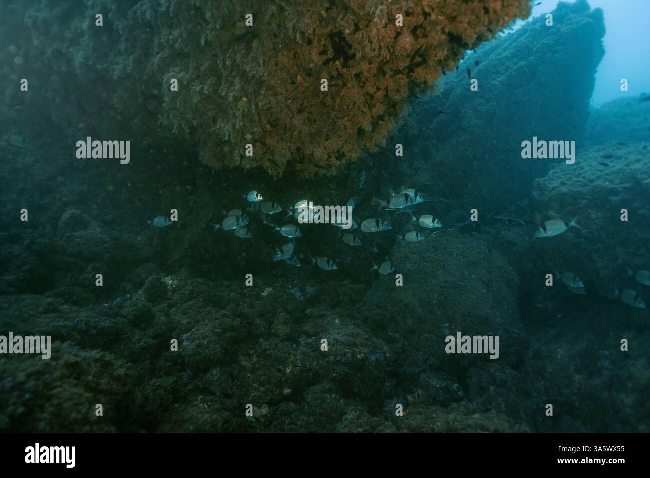 Underwater landscape with Common Two-Banded Seabream Diplodus vulgaris ...