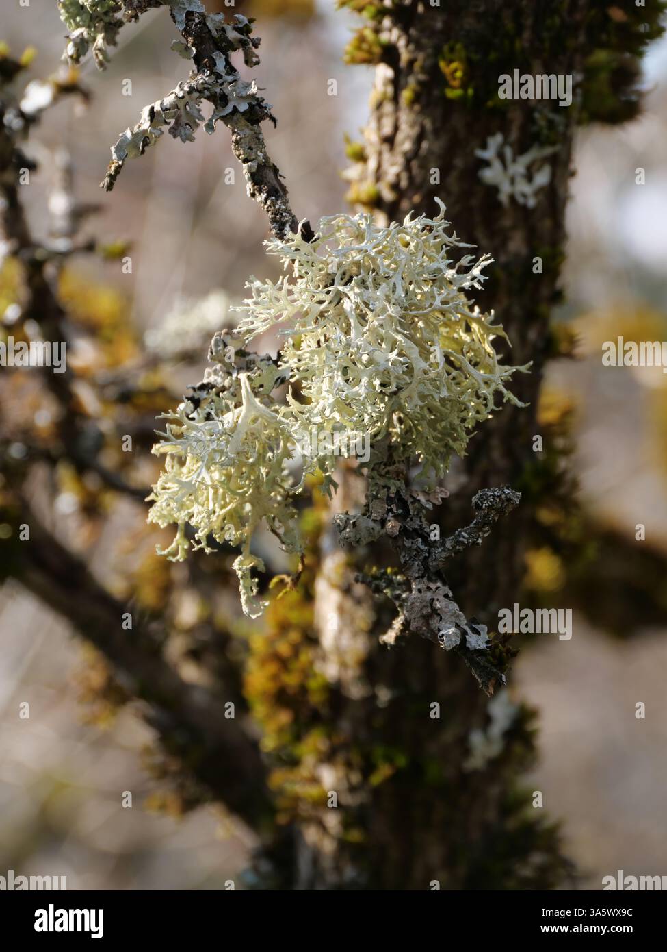 Branched lichens on the branches of blackthorn Prunus spinosa in March ...