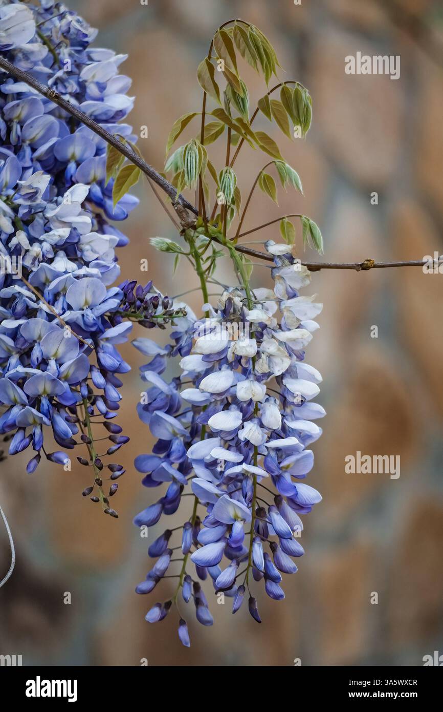 Blue chinese wisteria sinensis tree blooming - Glicinia flowers close ...