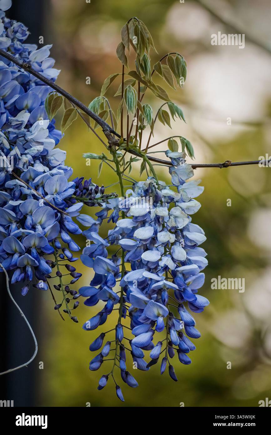 Blue chinese wisteria sinensis tree blooming - Glicinia flowers close ...