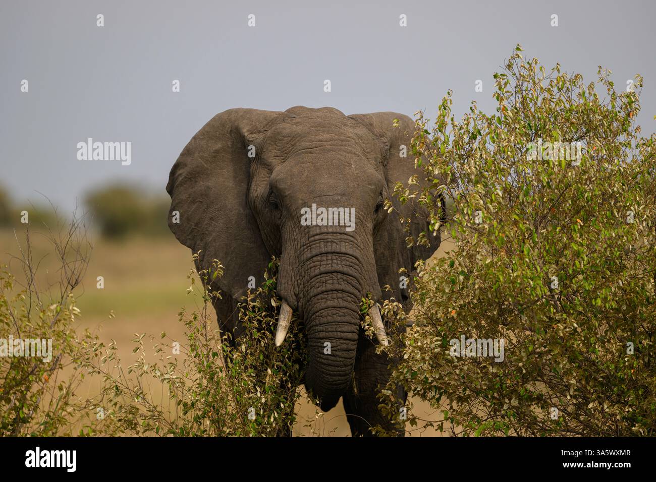 African bush elephant while on safari in Masai Mara, Kenya Stock Photo ...