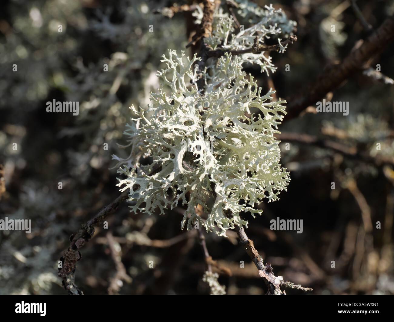 Branched lichens on the branches of blackthorn Prunus spinosa in March ...