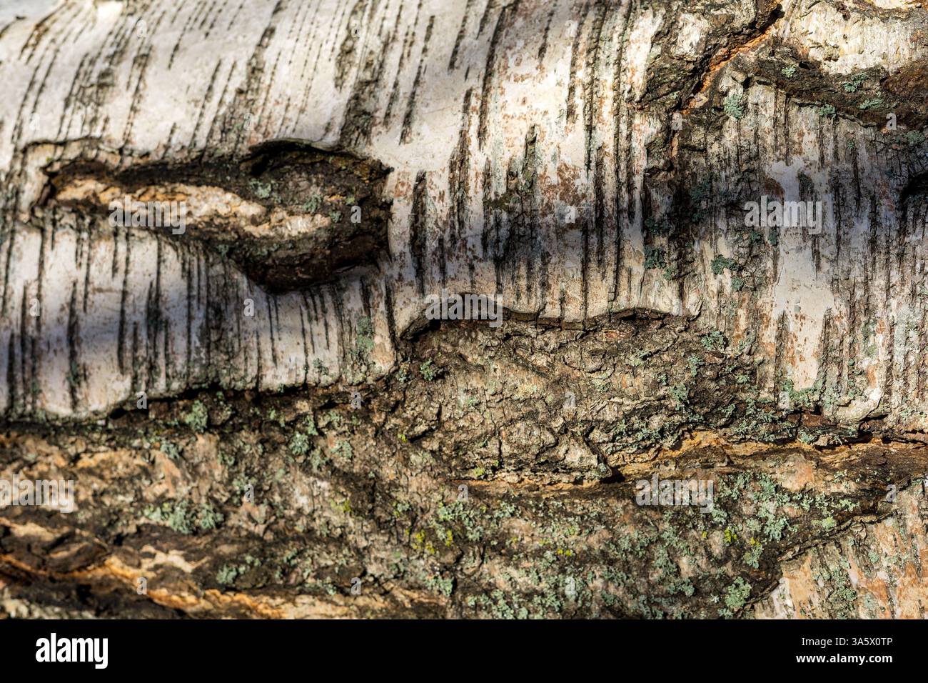Tree bark texture close up Stock Photo - Alamy