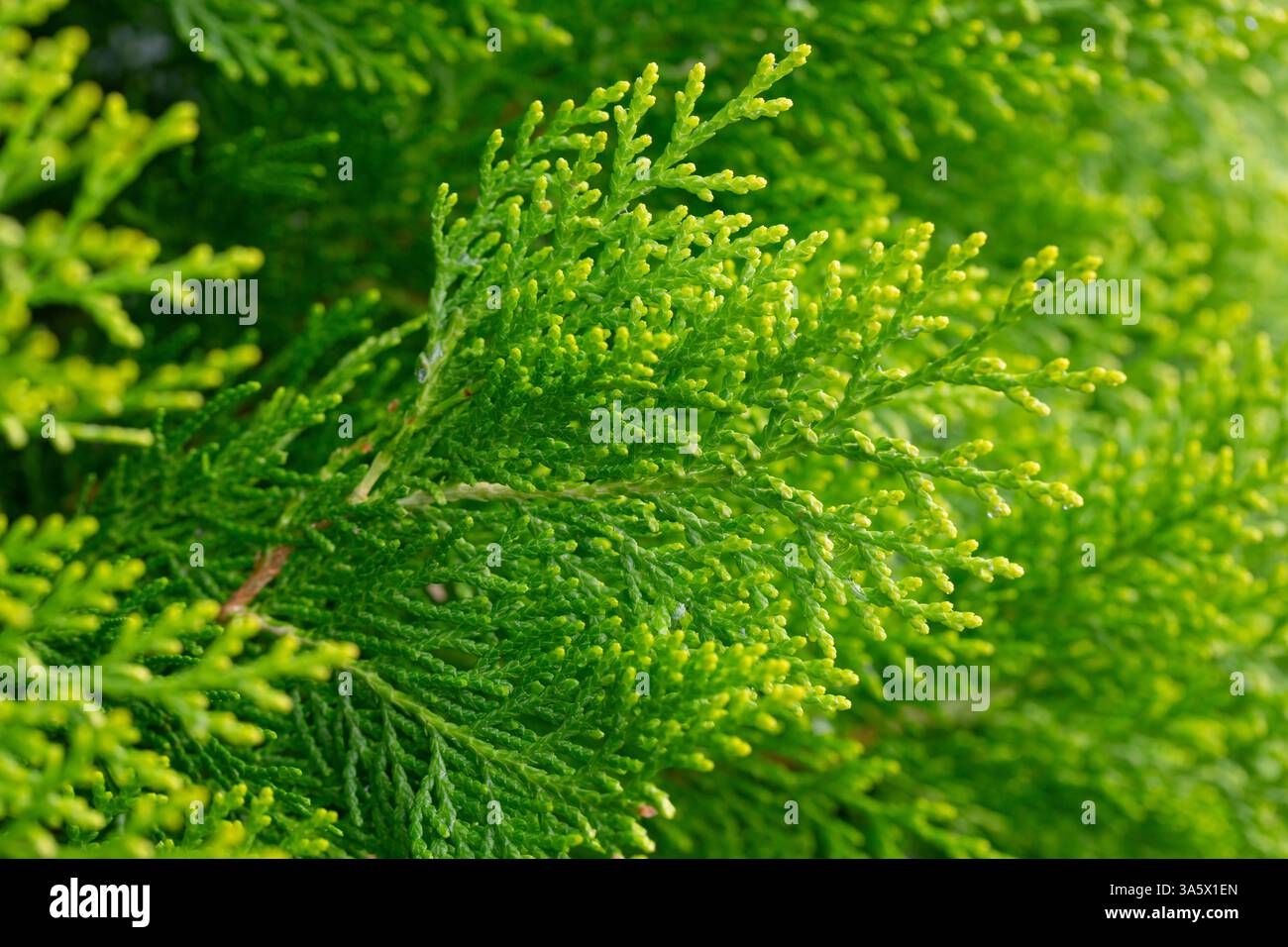 Japanese cypress Hinoki tree ( Chamaecyparis obtusa ) close up ...
