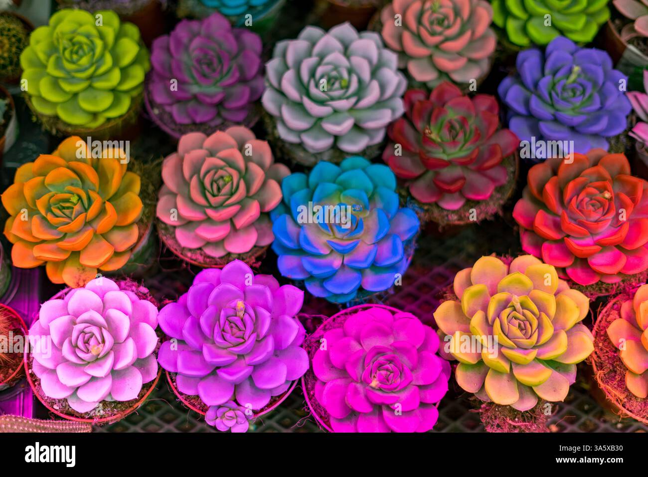 Colorful succulents close up, cactus background Stock Photo - Alamy