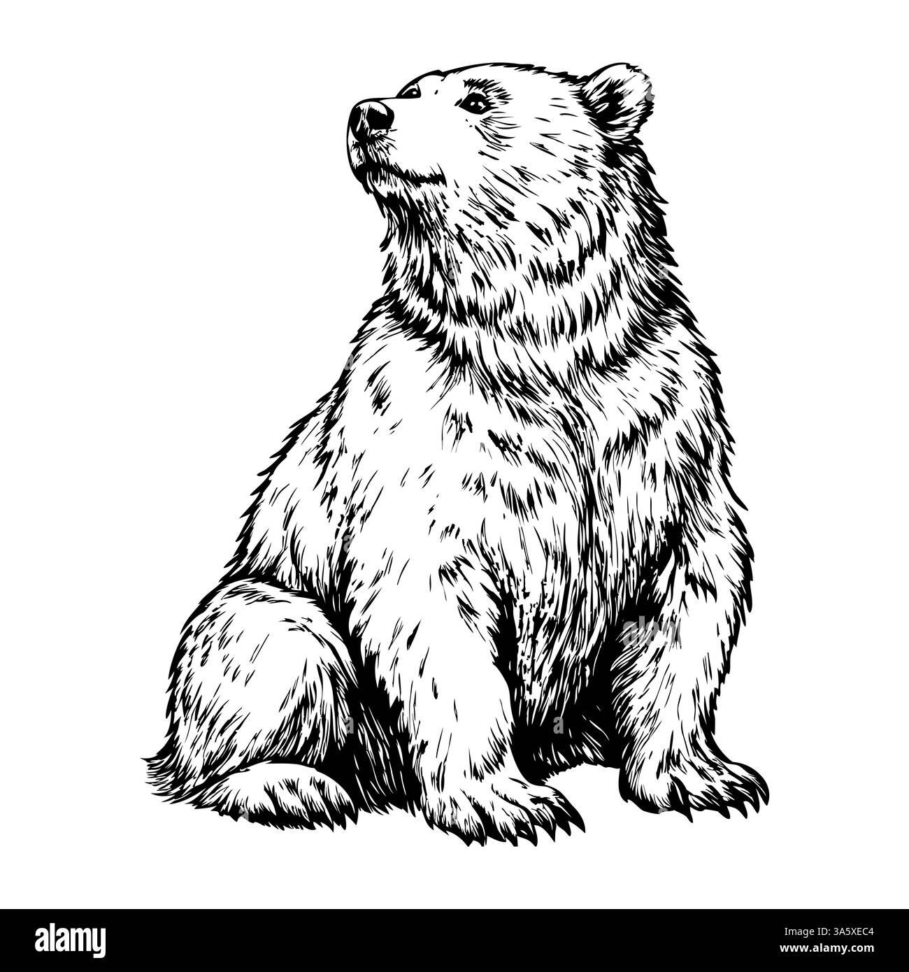 Cute polar bear head Black and White Stock Photos & Images - Alamy