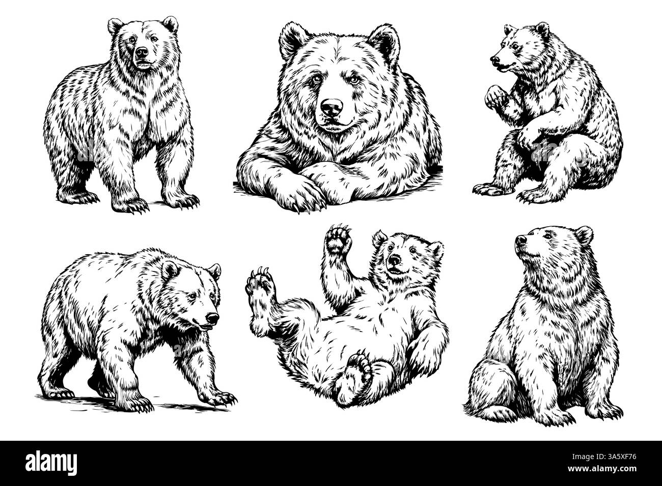 A set of six black and white bear drawings, each with a different pose ...