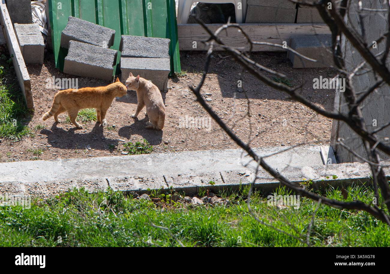 City Meow Love – Flirting Cats in the house yard Stock Photo - Alamy