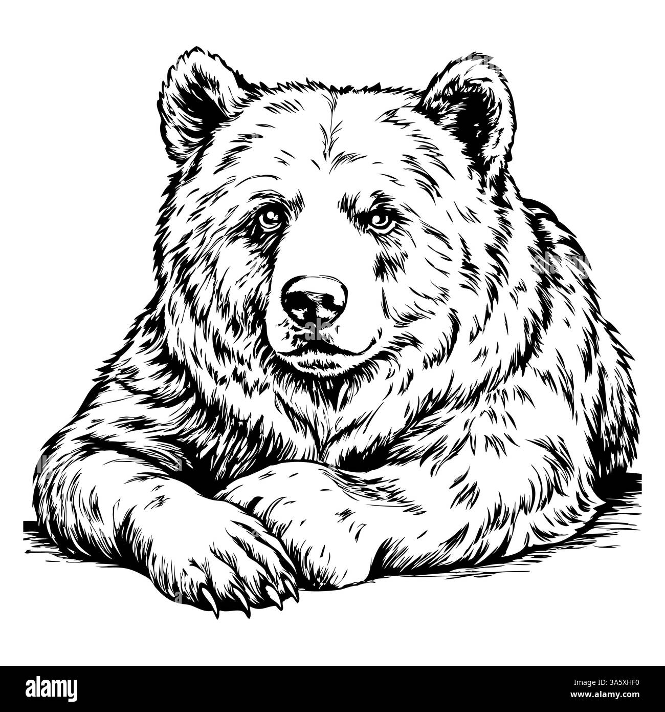 A bear is laying down on a white background Stock Vector Image & Art ...