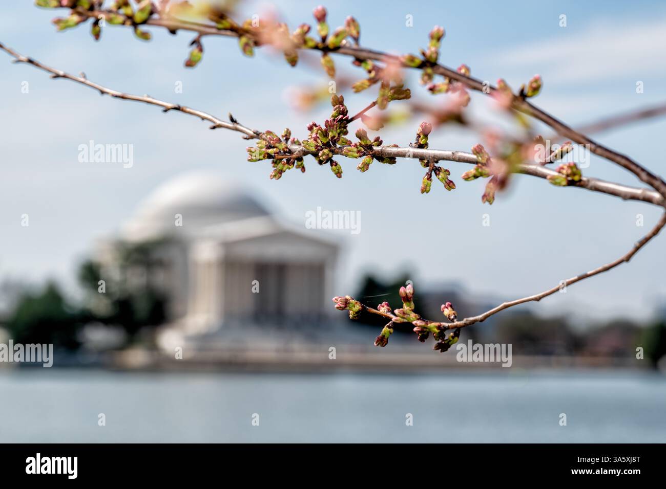 WASHINGTON DC, United States — Cherry trees display their early budding ...