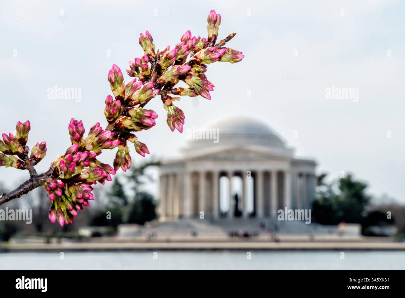 2025 bloom stages hi-res stock photography and images - Alamy