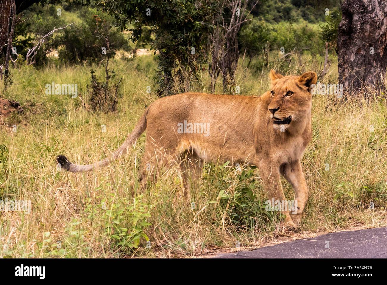 Majestic lion emerging hi-res stock photography and images - Alamy