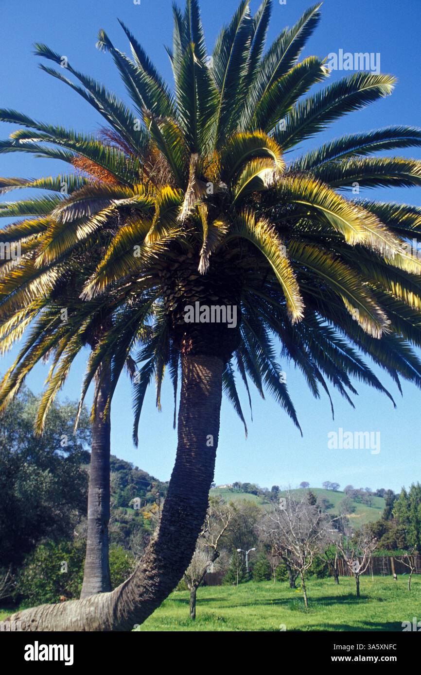 Aug 20, 2004; Martinex, CA, USA; Palm Tree at John Muir National ...