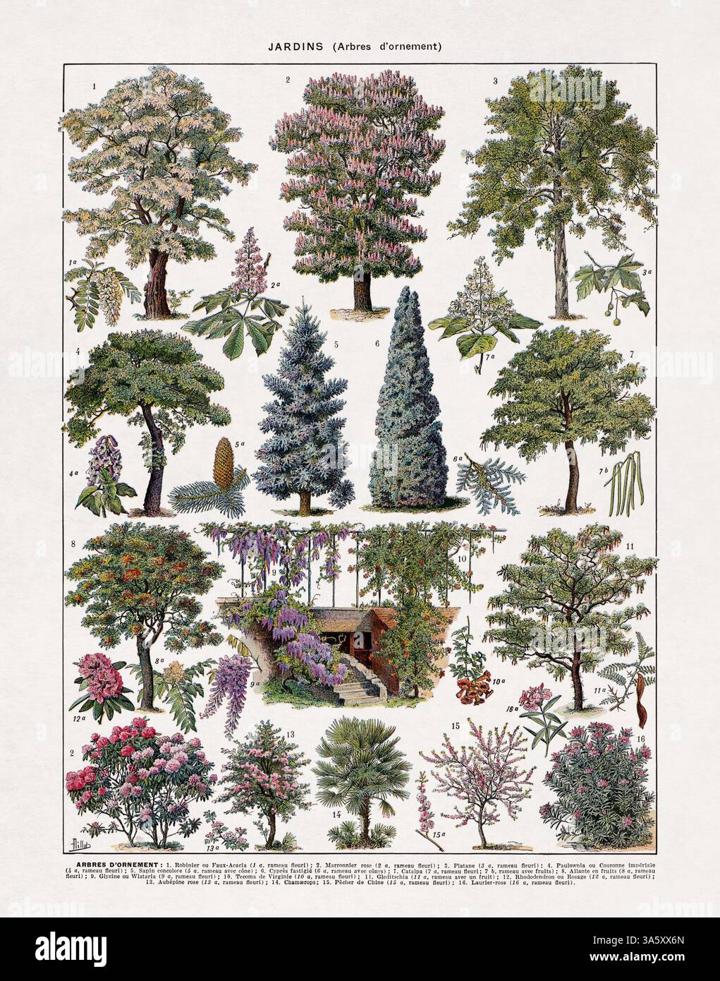Old illustration about Ornamental trees by Adolphe Philippe Millot ...