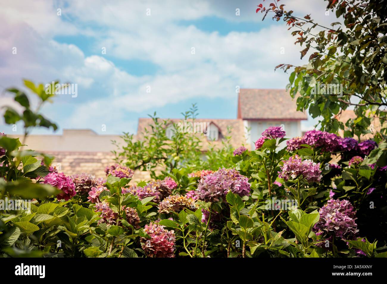 Lush pink hydrangeas in full hi-res stock photography and images - Alamy