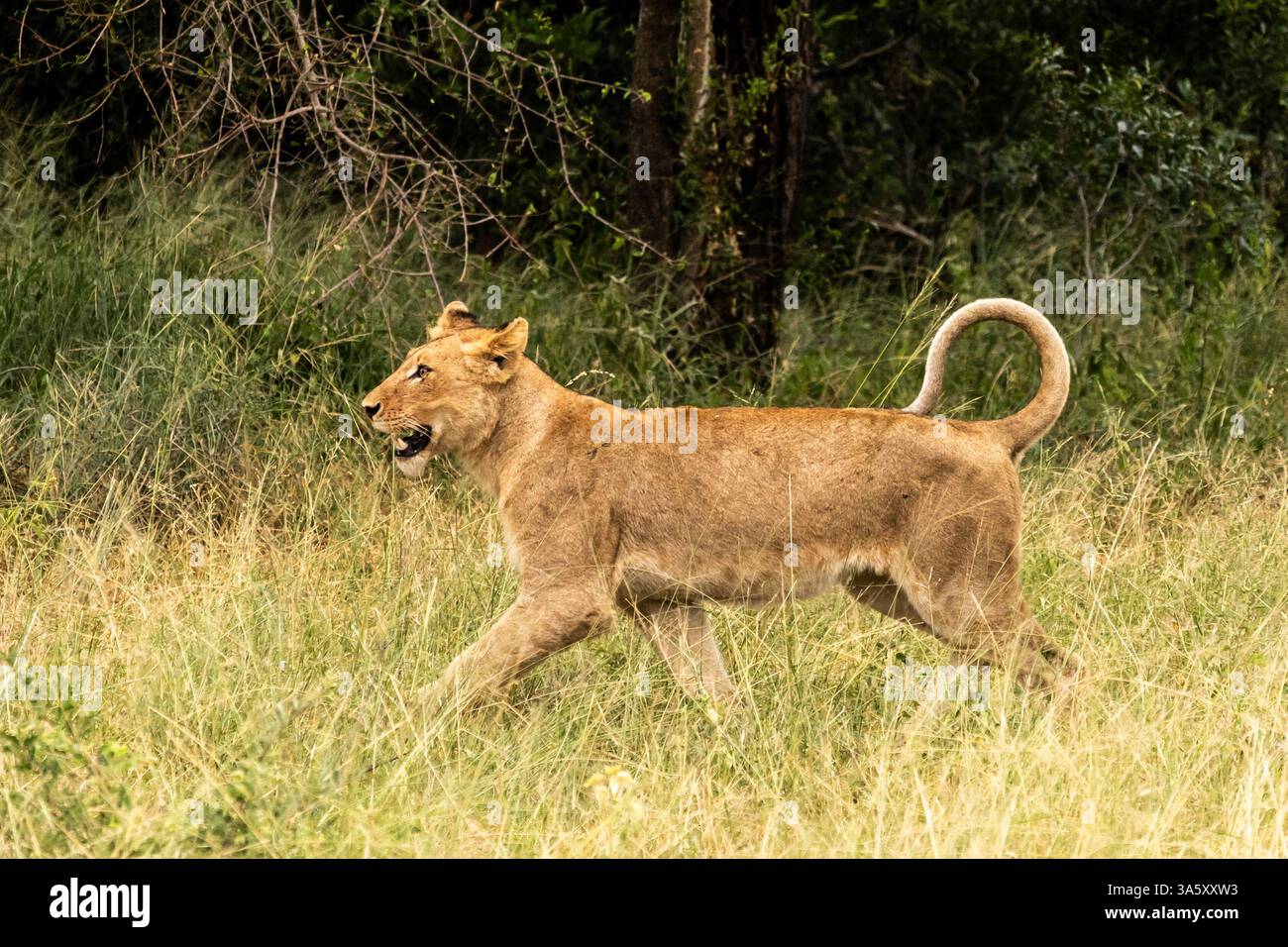 Happy carnivore hi-res stock photography and images - Alamy