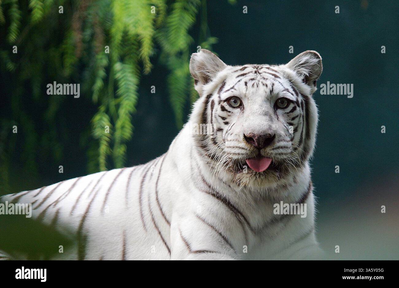 Nov 14, 2004; Las Vegas, NV, USA; Siegfried & Roy's White Tiger, Lions ...